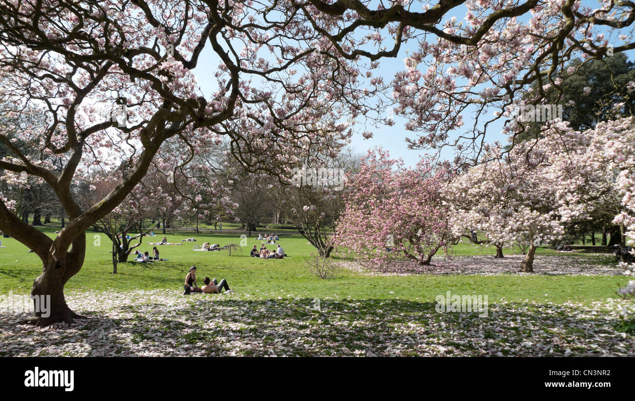 Magnolia trees in bloom in unseasonably warm spring in Bute Park ...