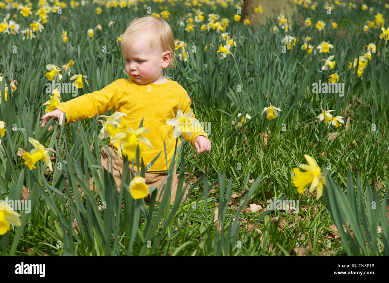 Young child examining in Spring daffodils in a wood in Britain Stock ...