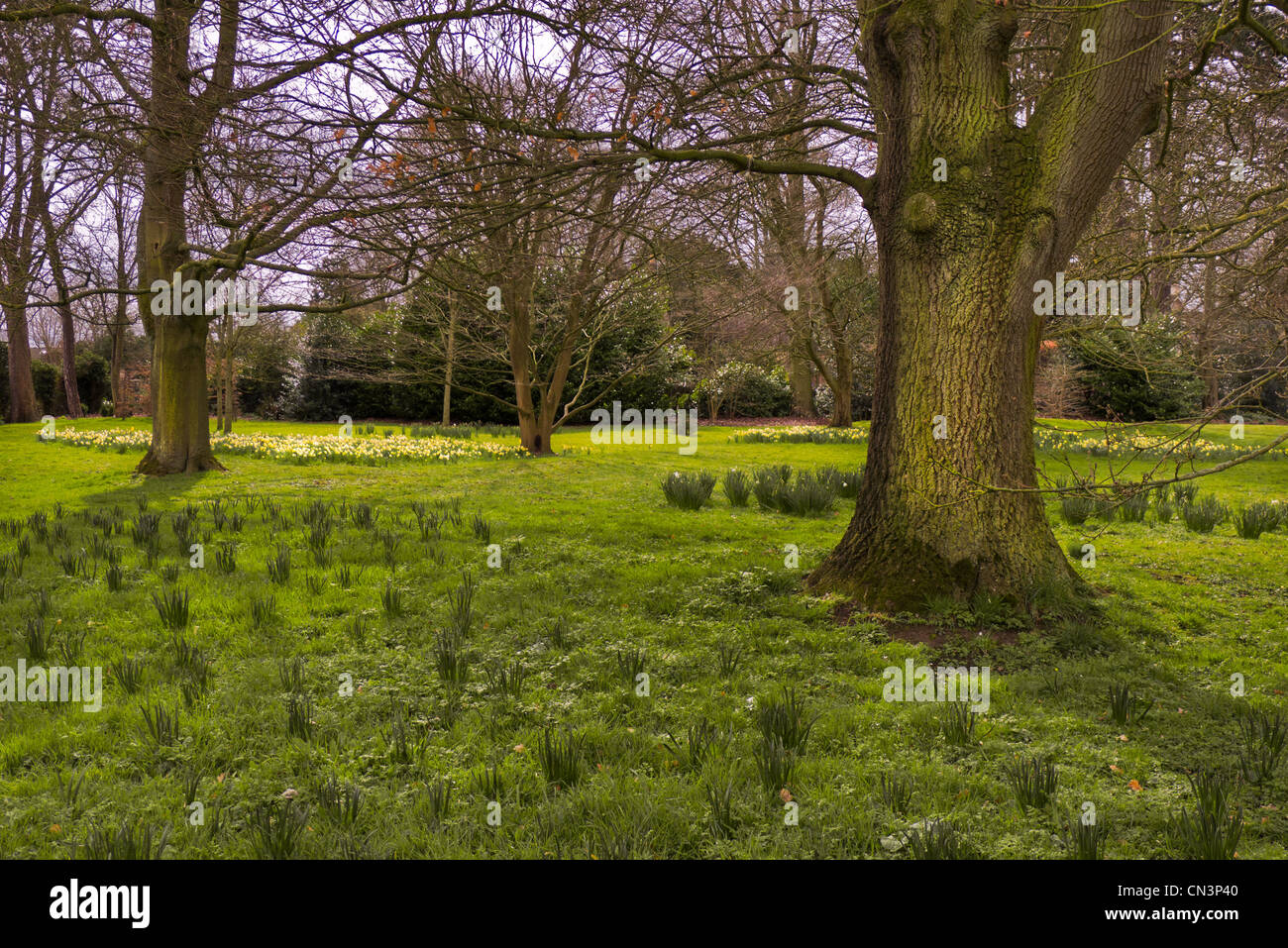 Early Spring with blooming daffodils and old trees in English country ...