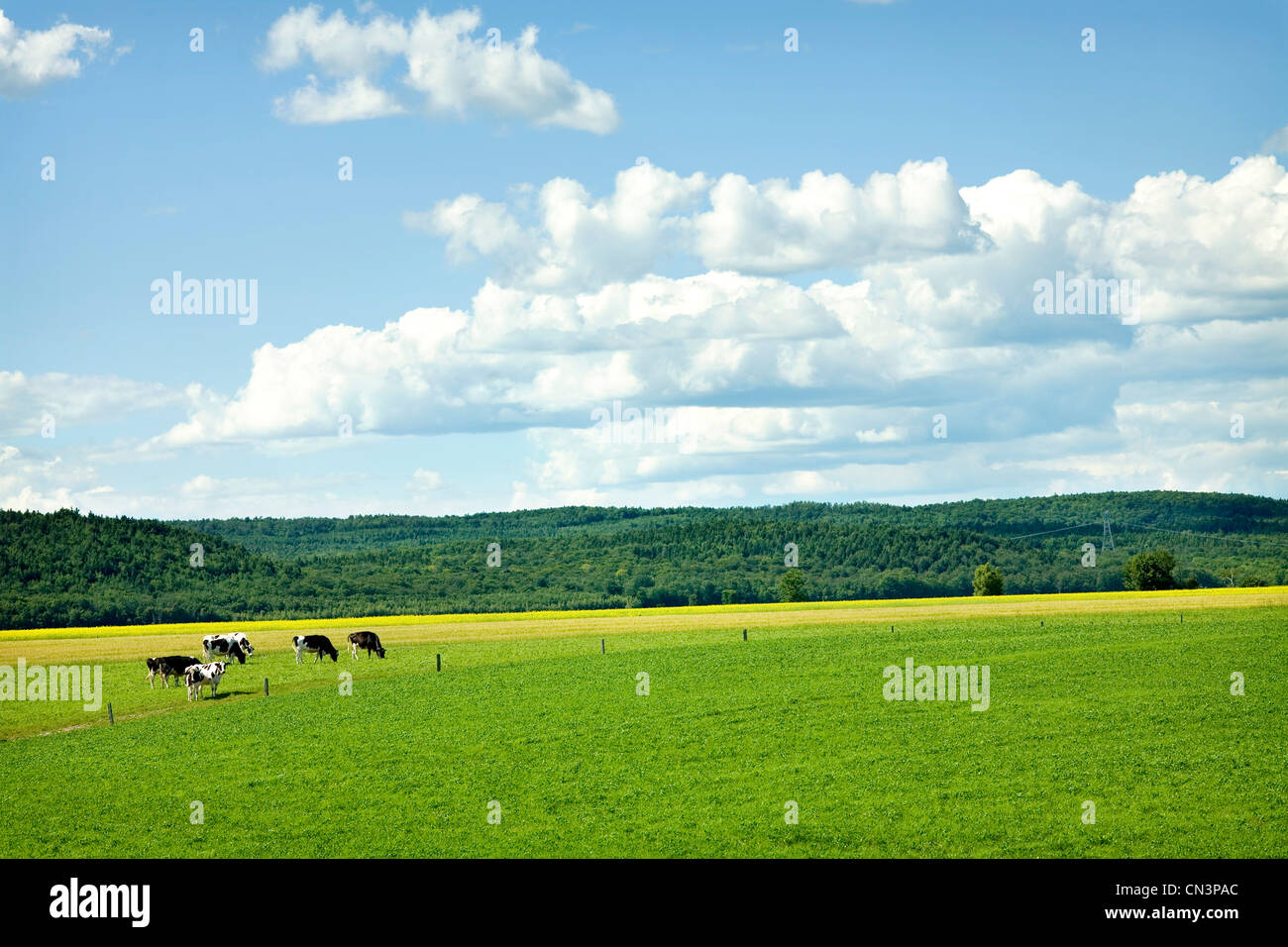 Cows in Field with Blue Sky and Clouds, Quebec Stock Photo - Alamy