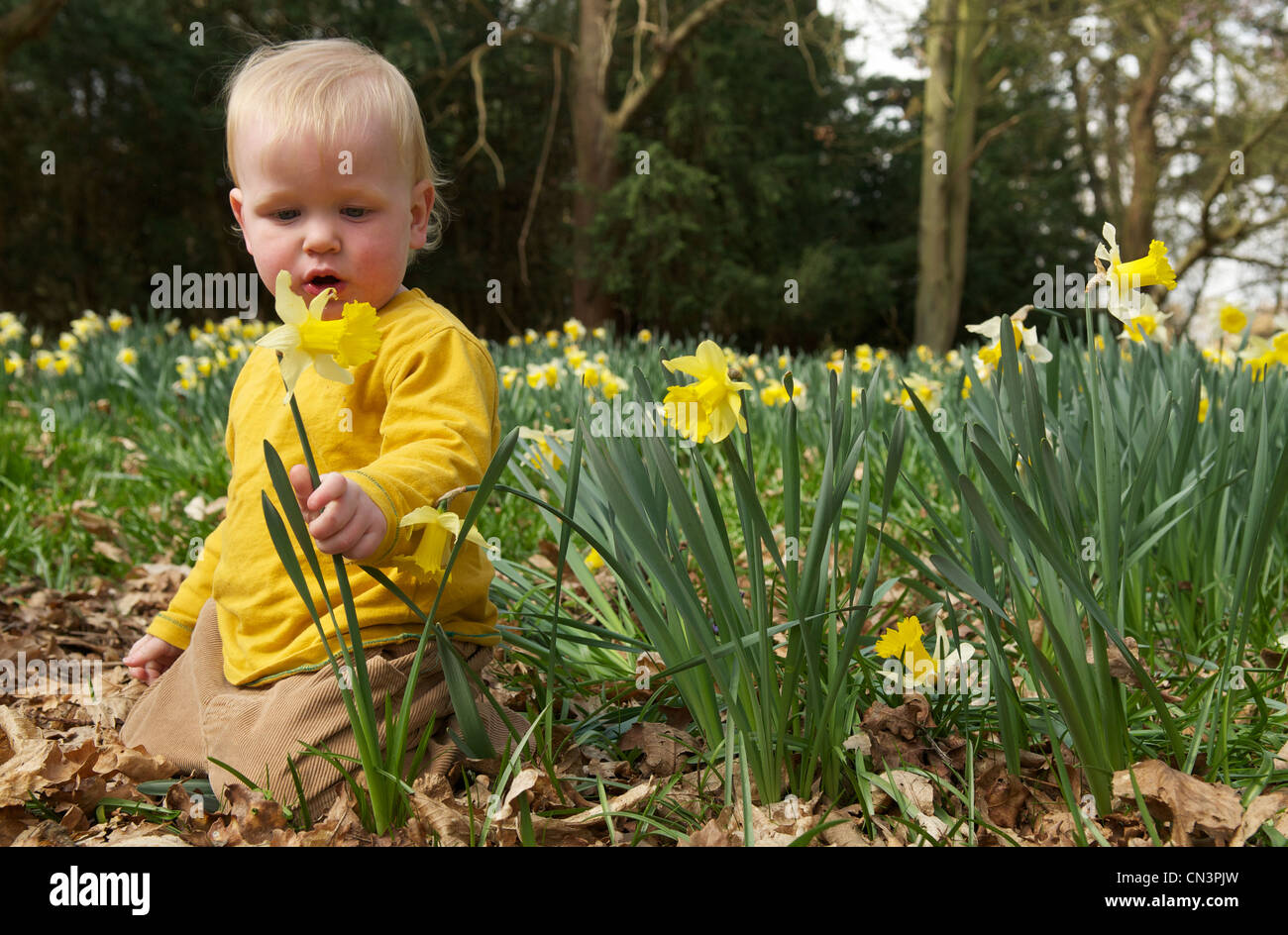 Young child examining in Spring daffodils in a wood in Britain Stock ...