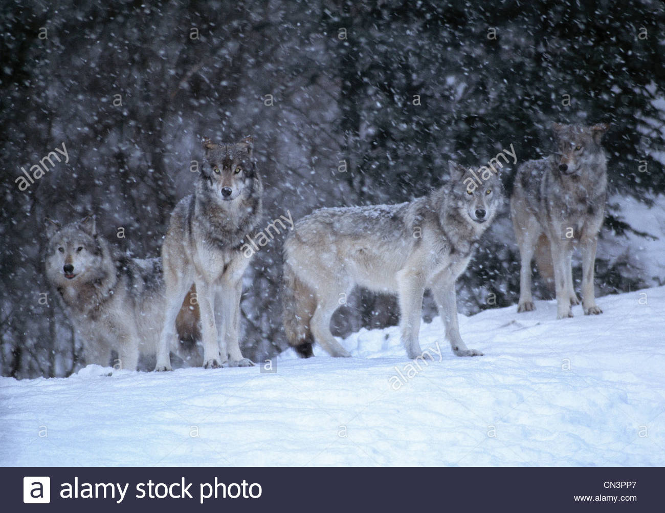 Grey Wolf Pack Stock Photos & Grey Wolf Pack Stock Images - Alamy