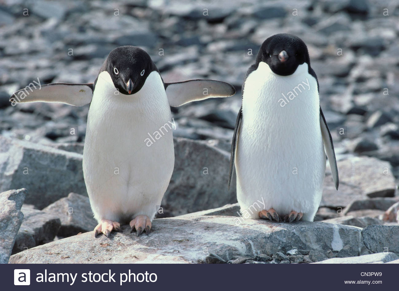 Penguin Stock Photos & Penguin Stock Images - Alamy