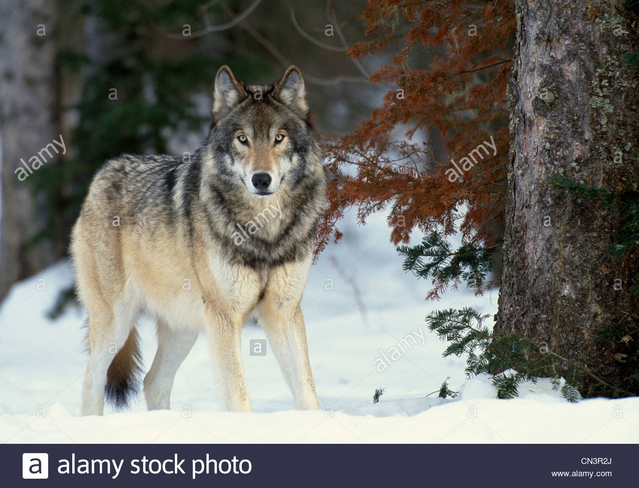 Grey wolf, Canada Stock Photo: 47412474 - Alamy
