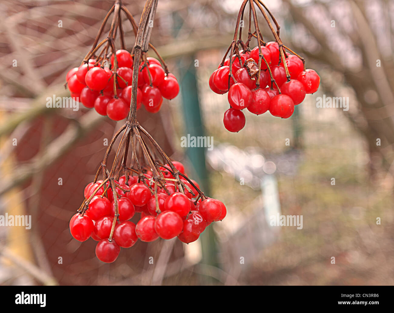 Guelder rose tree hi-res stock photography and images - Alamy