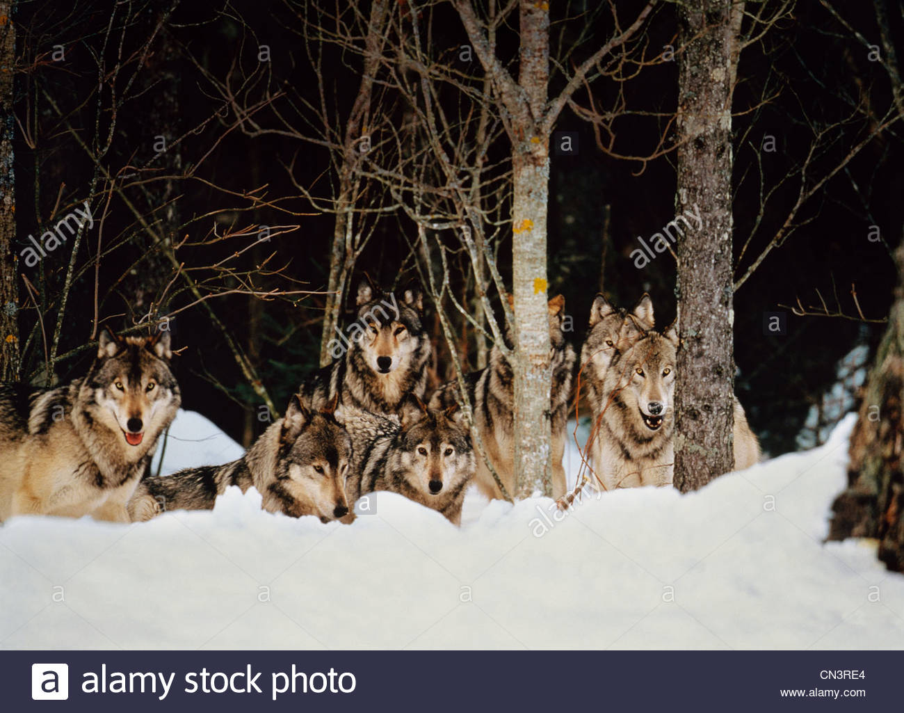 Gray Wolf Pack Stock Photos & Gray Wolf Pack Stock Images - Alamy