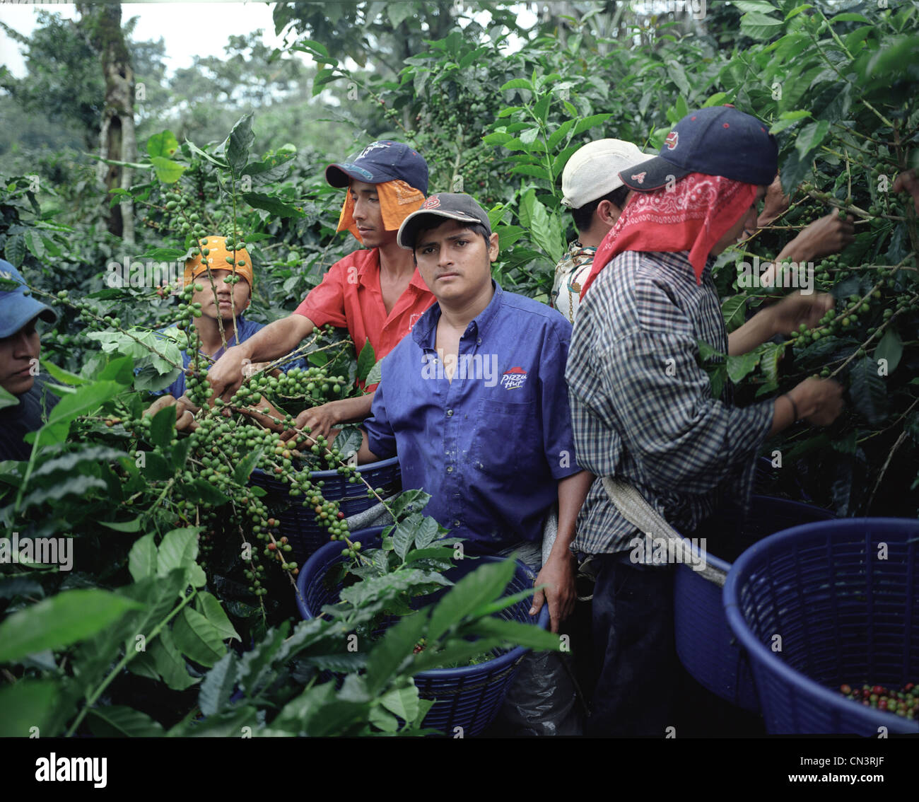 Fruit pickers pick ripe fruit from farm Stock Photo - Alamy