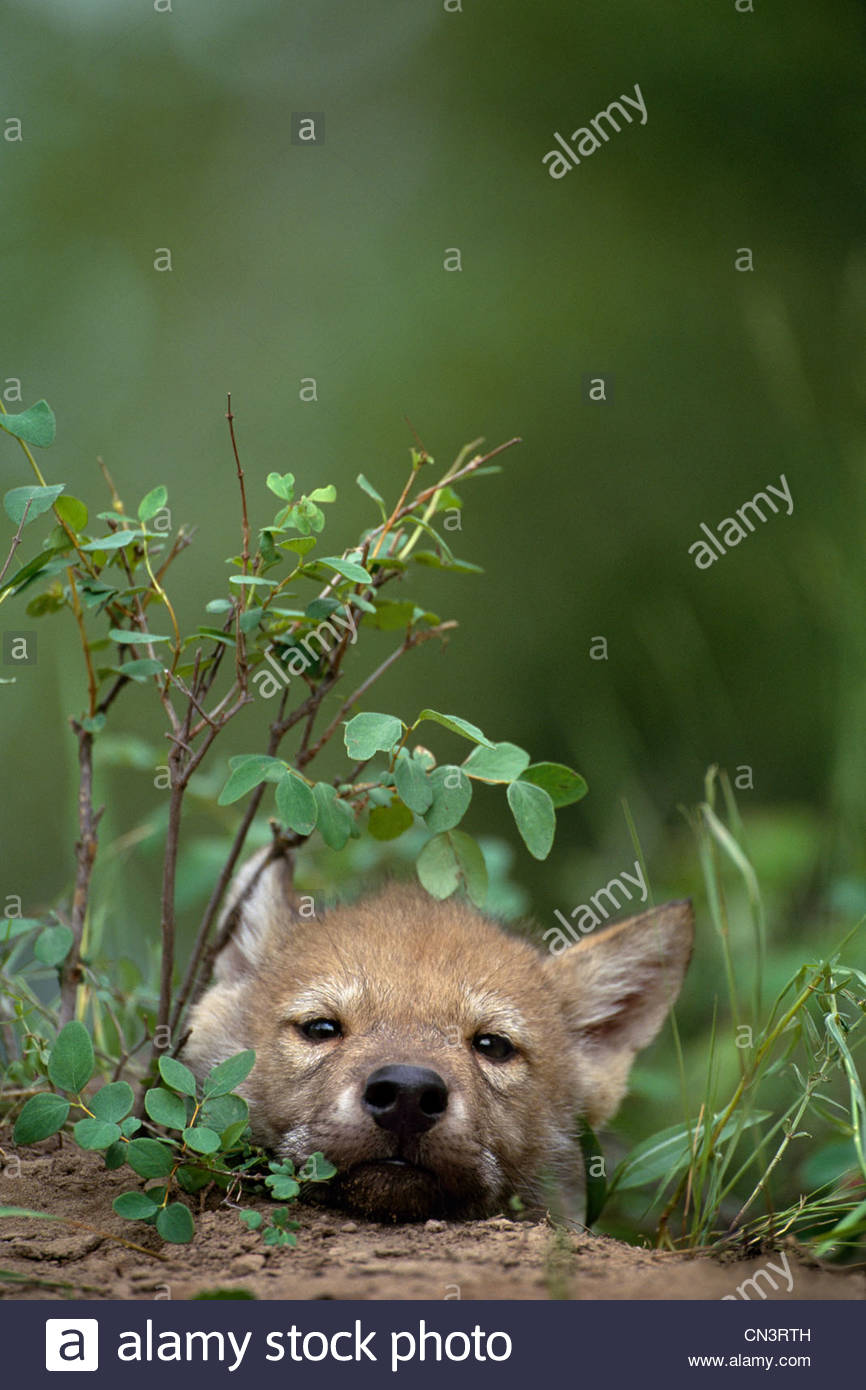 Wolf Pup Cute Stock Photos & Wolf Pup Cute Stock Images - Alamy