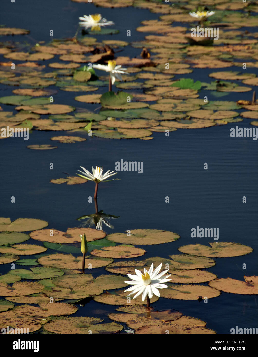 Water lilies in Mali Stock Photo - Alamy