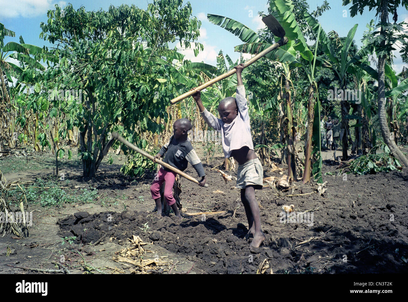 young african children digging crops Stock Photo - Alamy