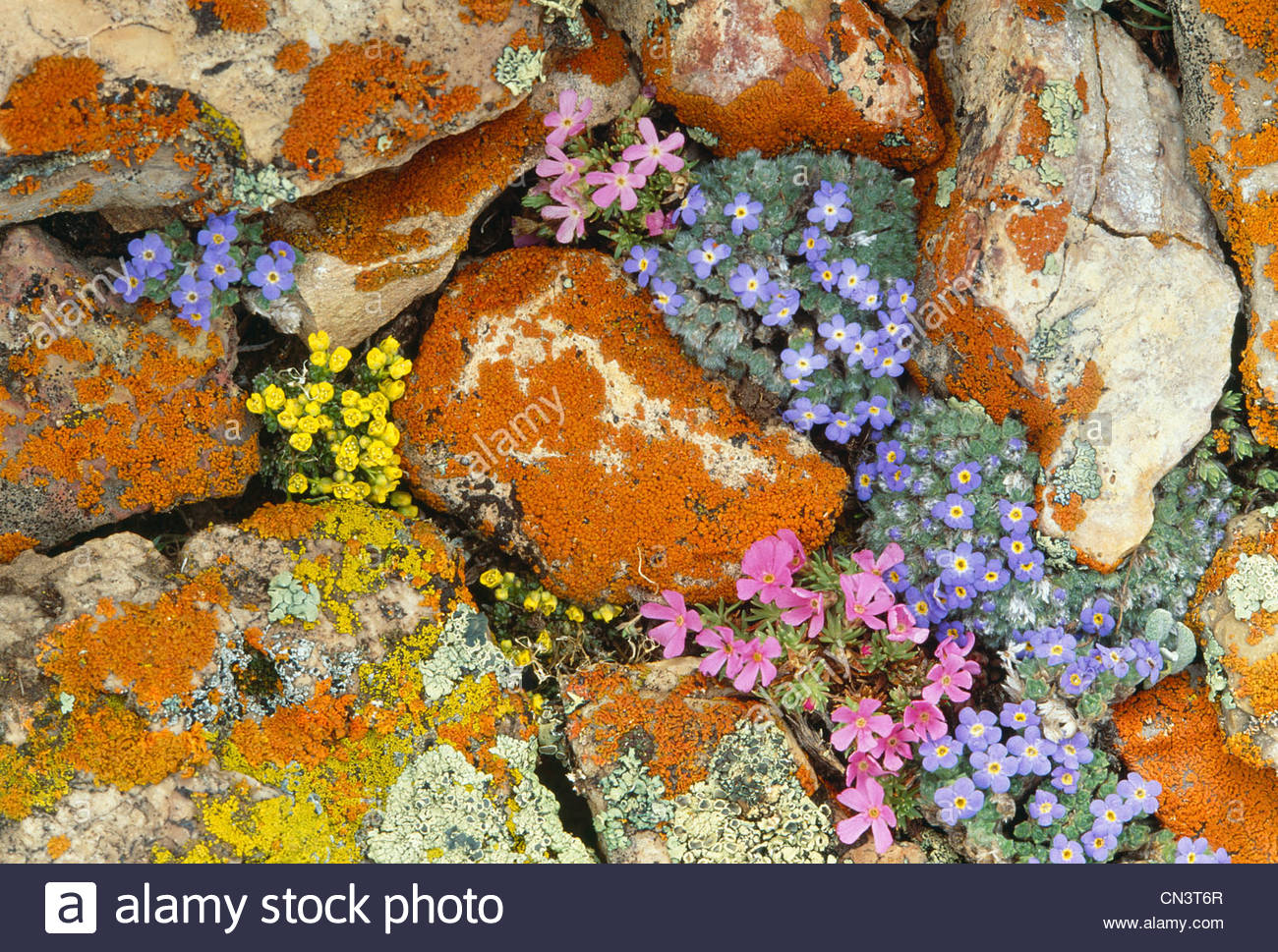 Alpine Plant Stock Photos & Alpine Plant Stock Images - Alamy