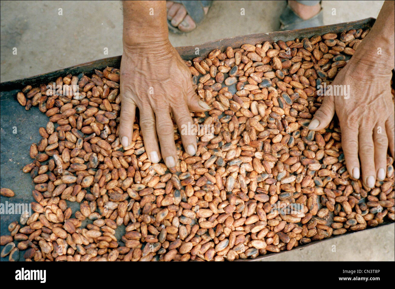 Hands placed on top of drying cocoa beans Stock Photo - Alamy