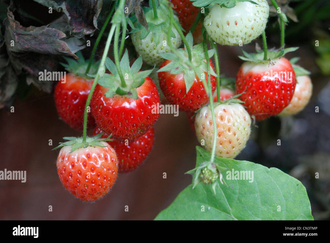 Strawberries Fragaria x ananassa Stock Photo - Alamy