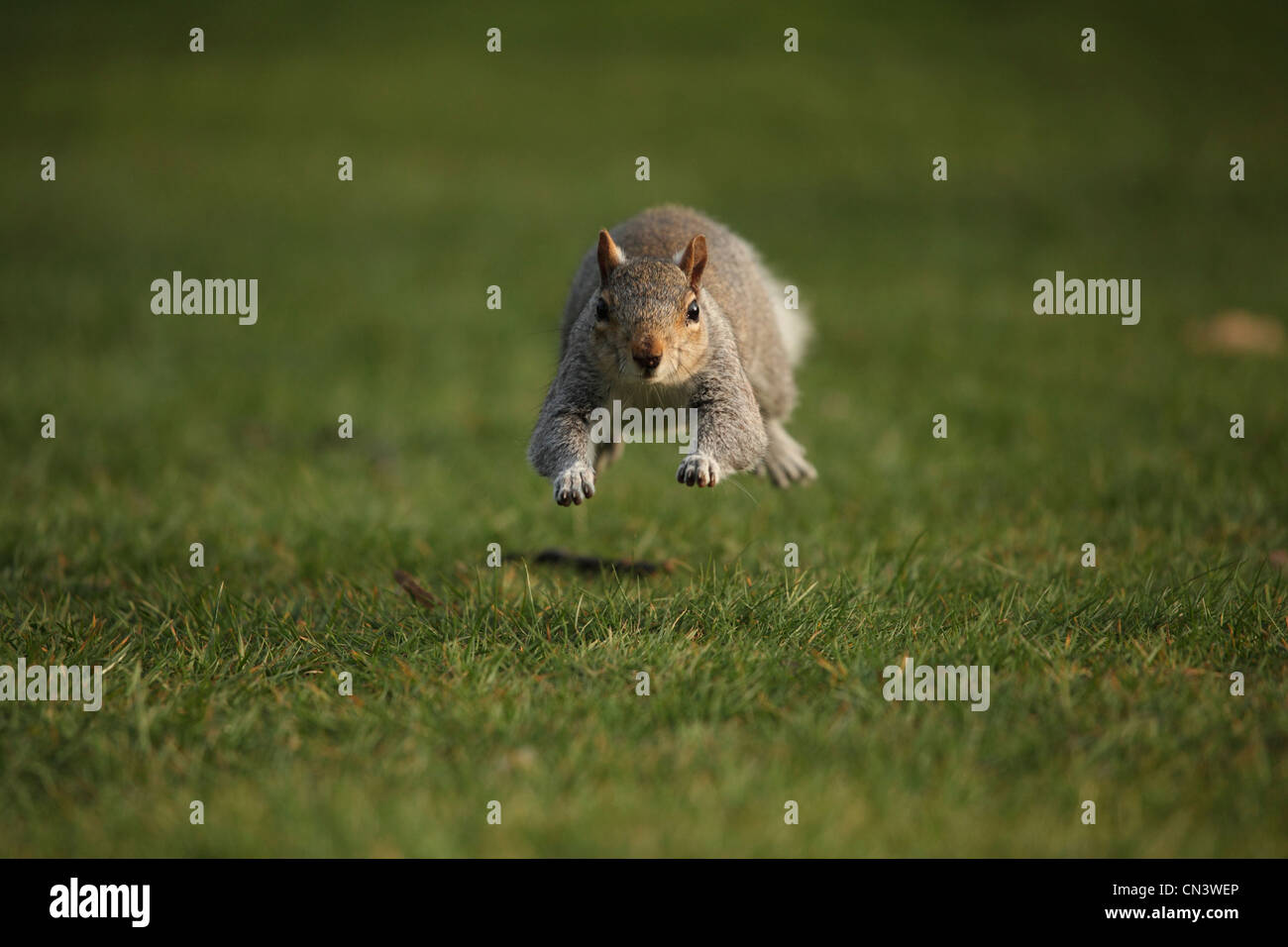 Grey Running Squirrel in mid air Stock Photo - Alamy