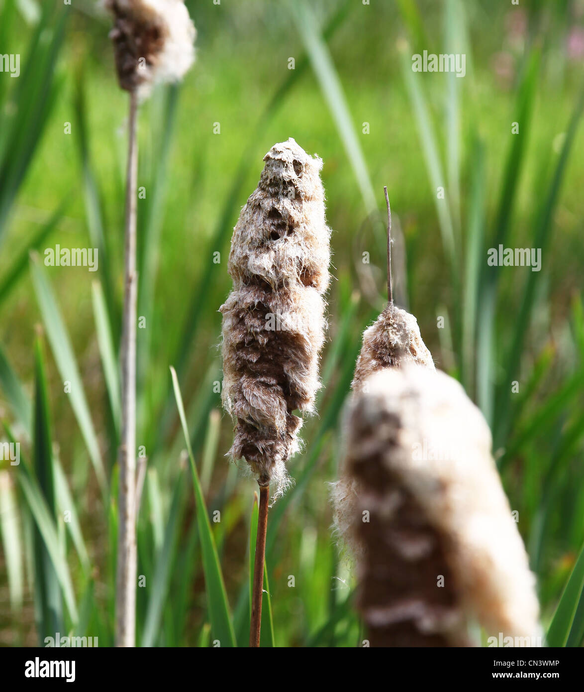 Bulrush, Bullrush, Reedmace or Reed Mace (Typha latifolia) seed heads ...