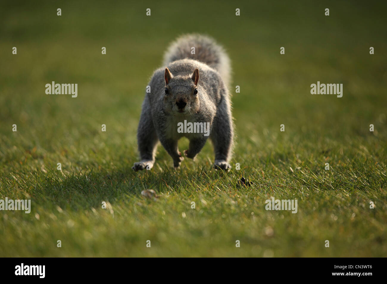 Squirrel running hi-res stock photography and images - Alamy