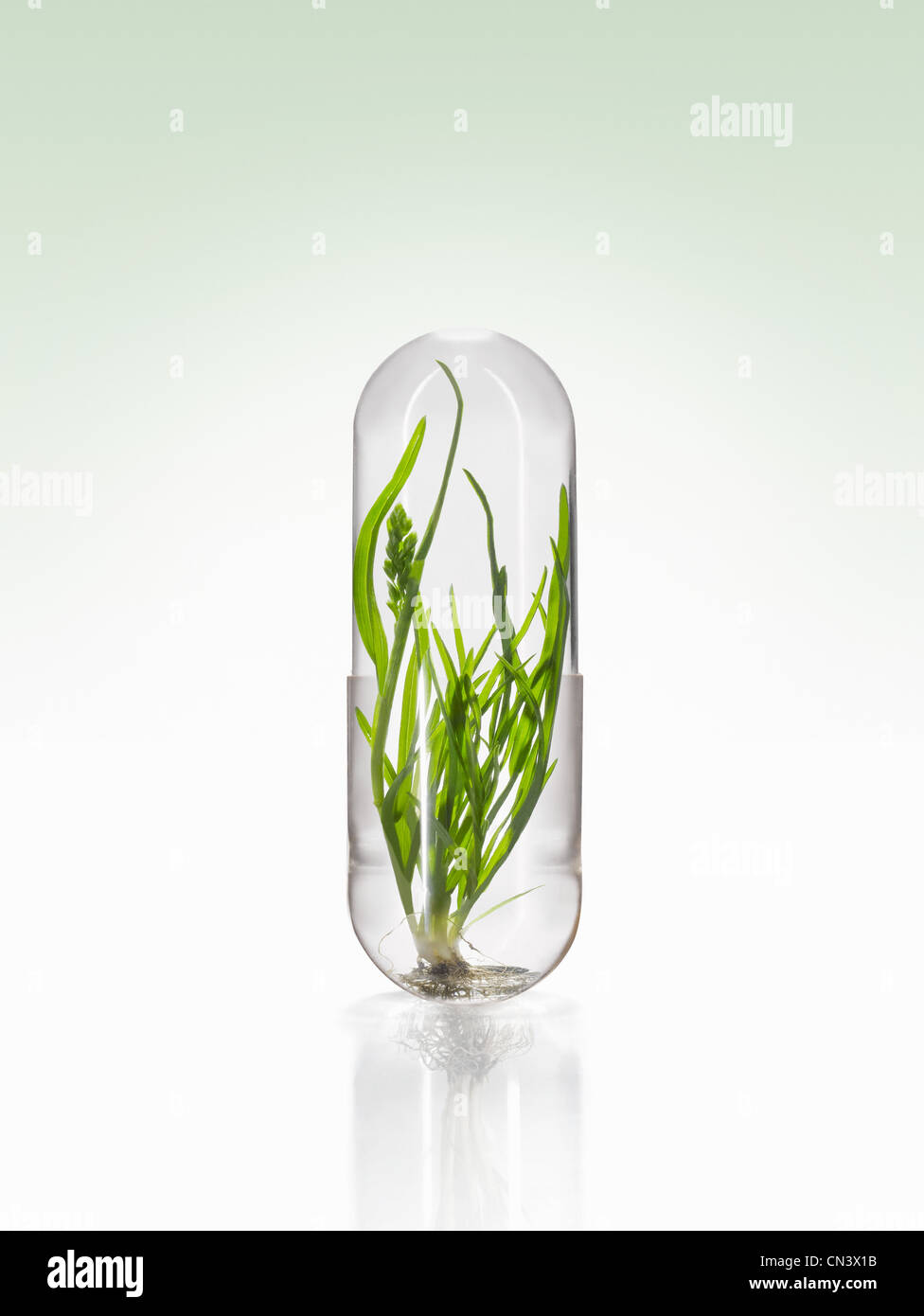 Single Capsule High Resolution Stock Photography and Images - Alamy