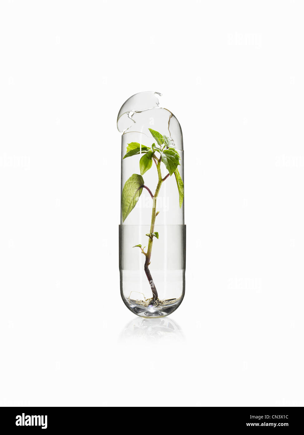 Single Capsule Stock Photos & Single Capsule Stock Images - Alamy