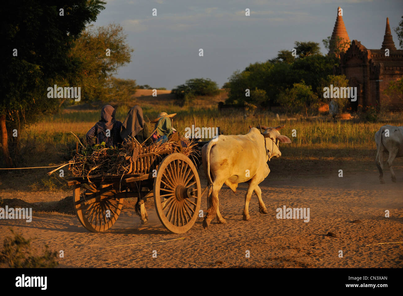 Myanmar (Burma), Mandalay Division, Bagan (Pagan), farmers in a oxcart ...
