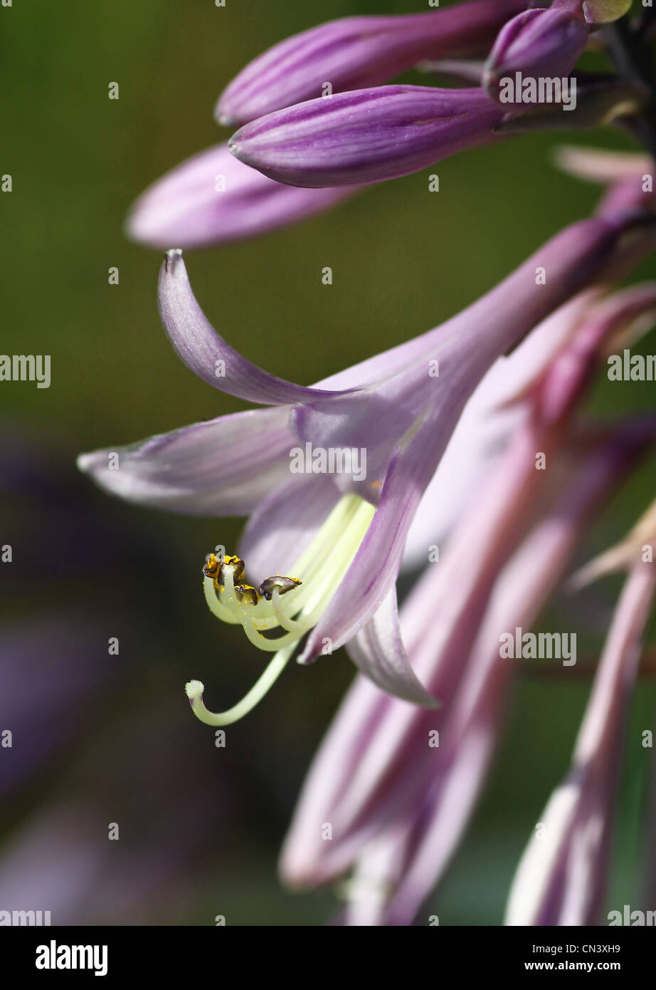 Hostas flower hi-res stock photography and images - Alamy