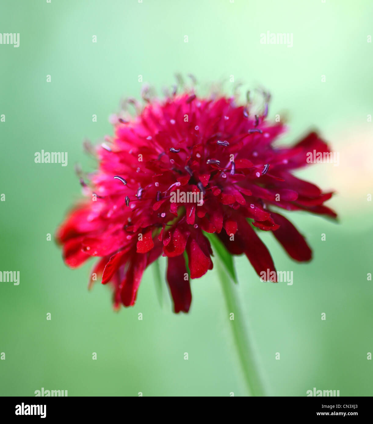 Red scabious plant hi-res stock photography and images - Alamy