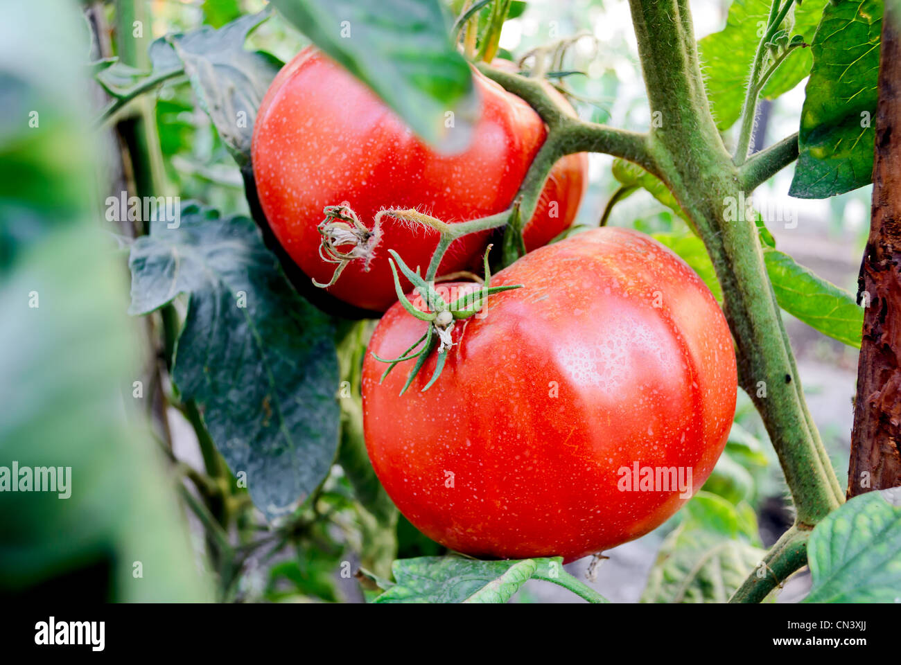 Close up of big fresh raw red tomatoes still on the plant Stock Photo ...