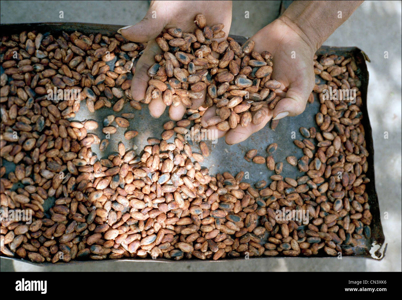 Hands holding up drying cocoa beans Stock Photo - Alamy