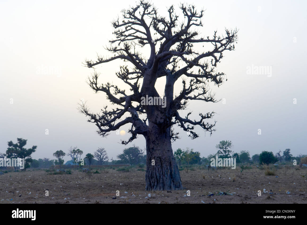Landscape featuring old tree in africa Stock Photo - Alamy