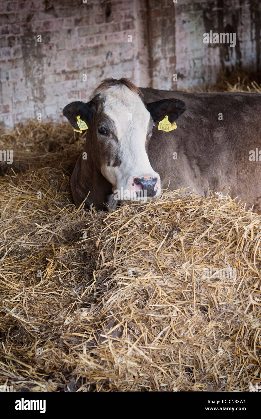 Cow lying down hi-res stock photography and images - Alamy