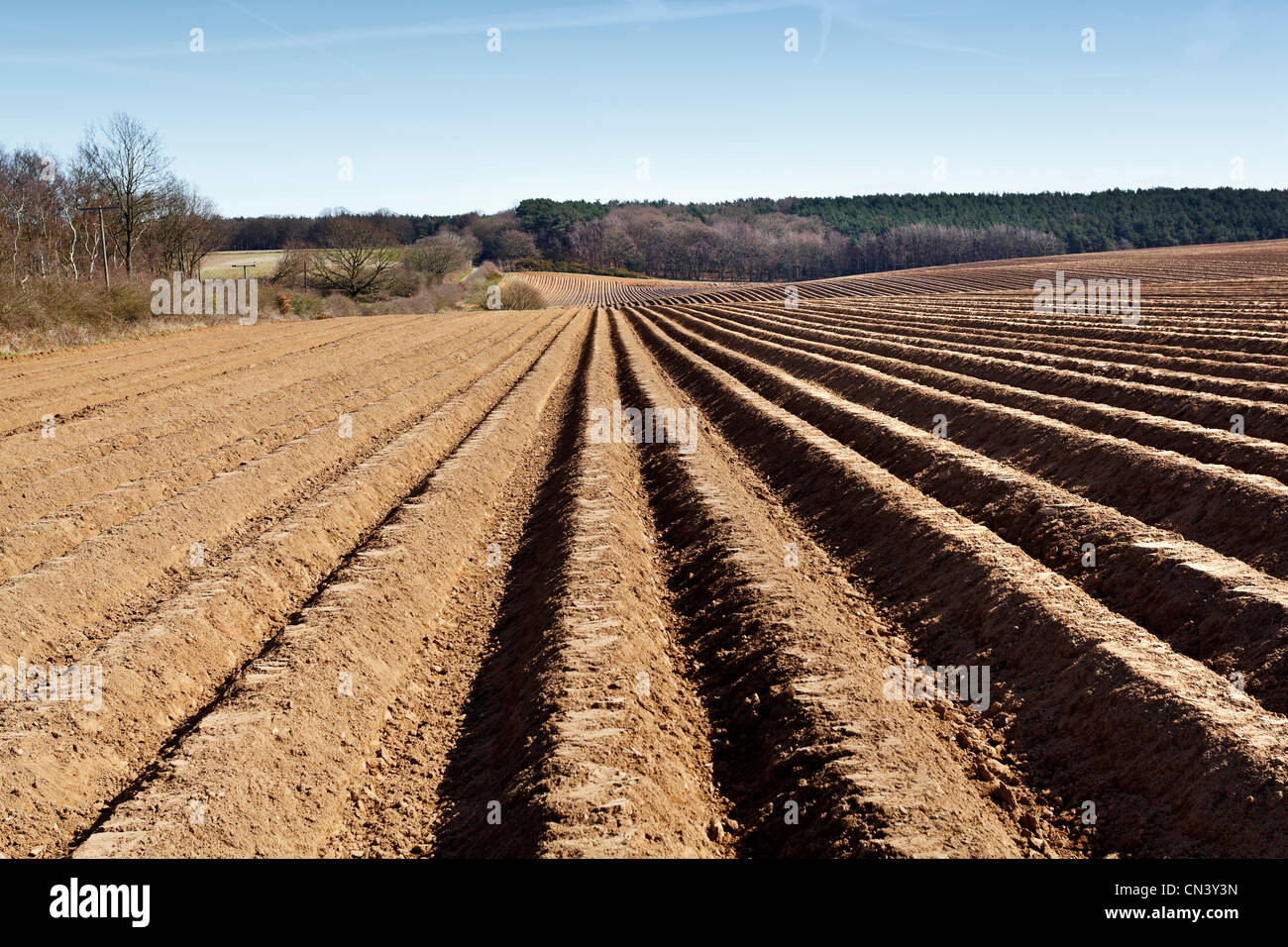 "Deep Furrows" with strong cross light in a farmers field where this ...
