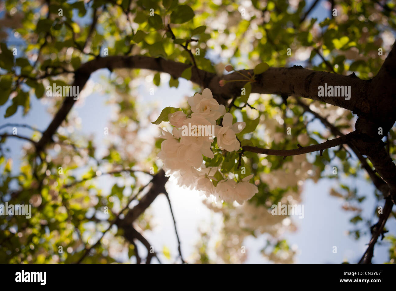 A Crab apple tree flowers in a community garden in the New York ...