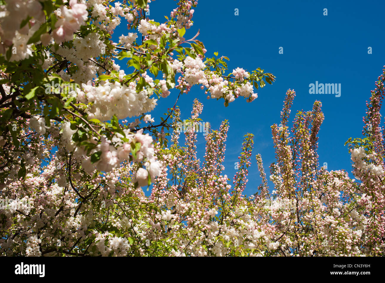 A Crab apple tree flowers in a community garden in the New York ...