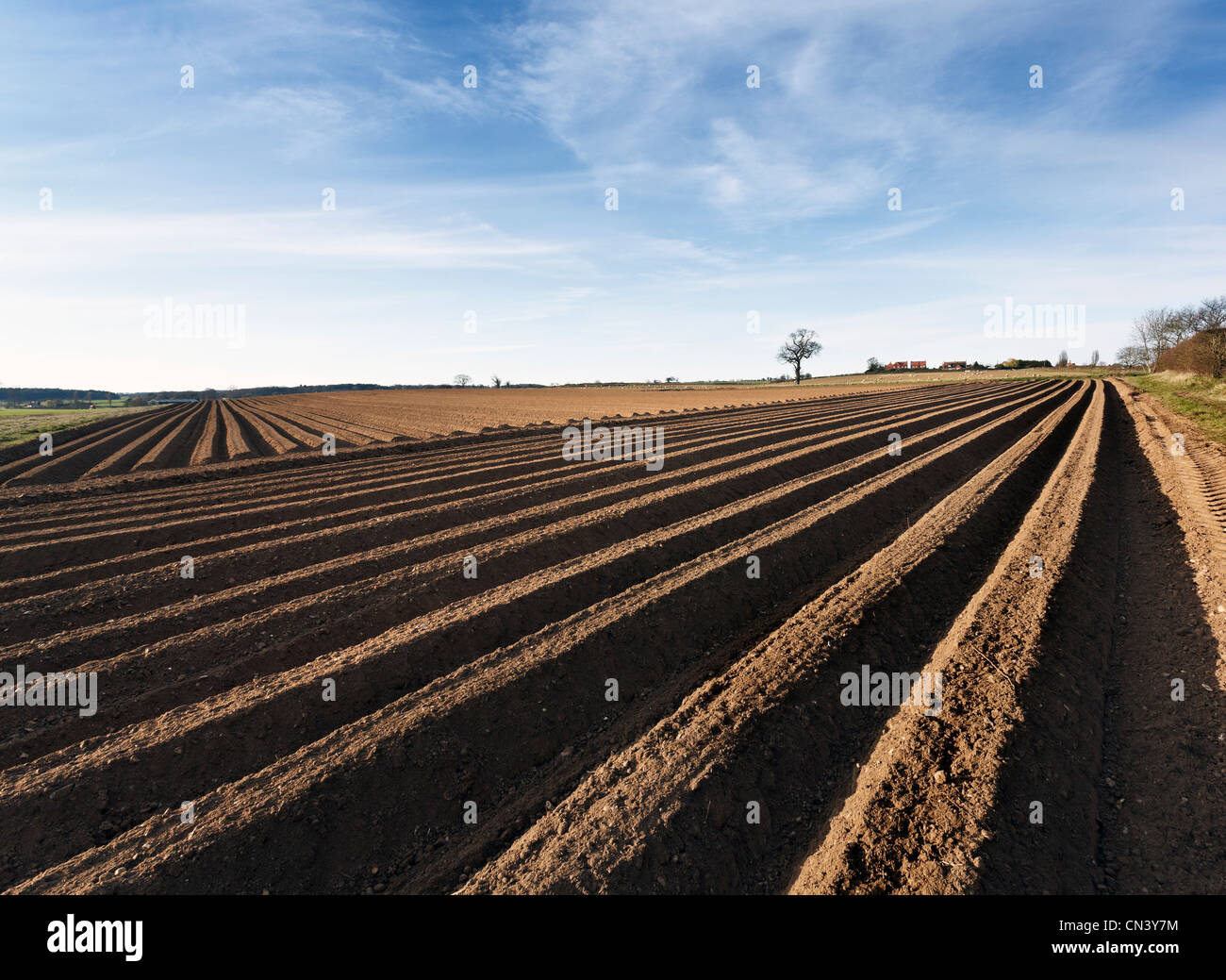 "Deep Furrows" with strong cross light in a farmers field where this ...