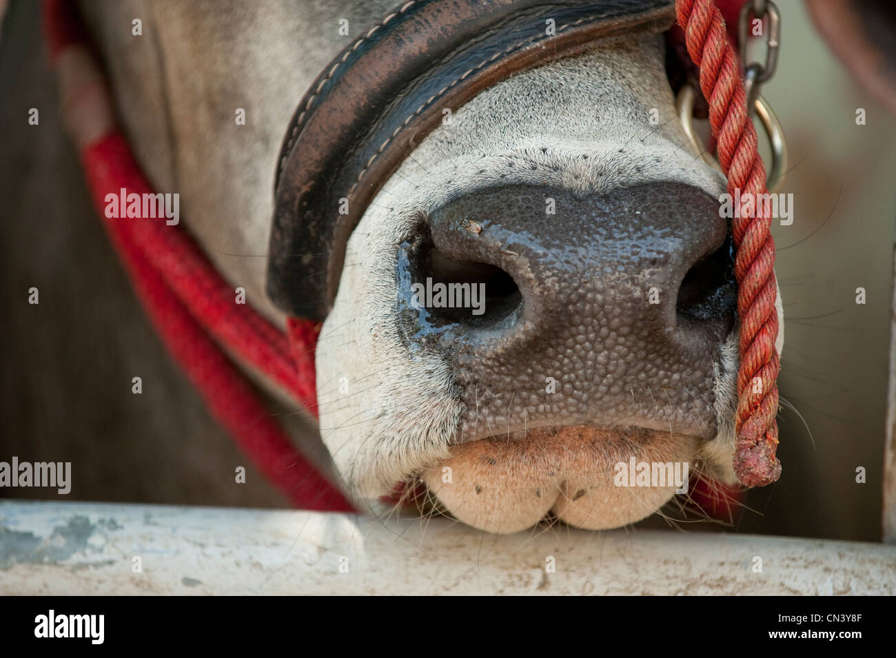 Brahman hi-res stock photography and images - Alamy
