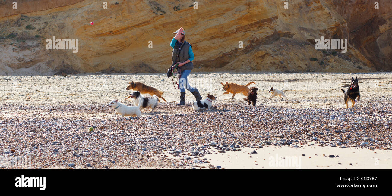 A group of rescue dogs playing on the beach with the handler, North ...