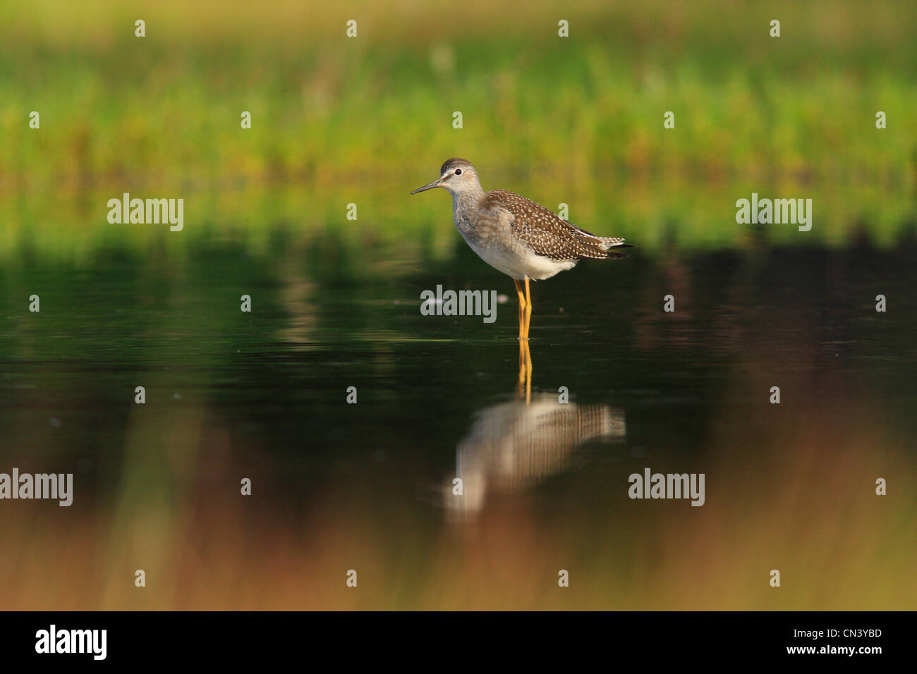 Capuchins bay hi-res stock photography and images - Alamy