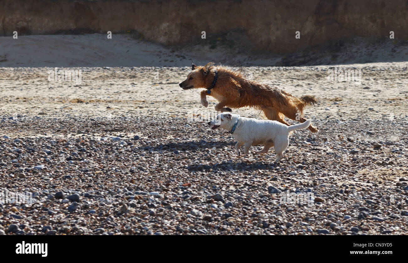 A group of rescue dogs playing on the beach with the handler, North ...