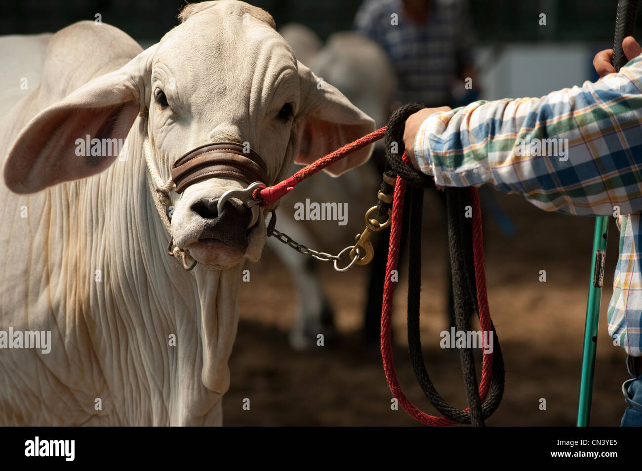Brahman cattle hi-res stock photography and images - Alamy