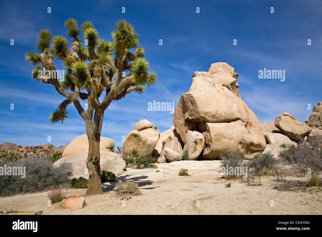 Hot desert joshua tree hi-res stock photography and images - Alamy