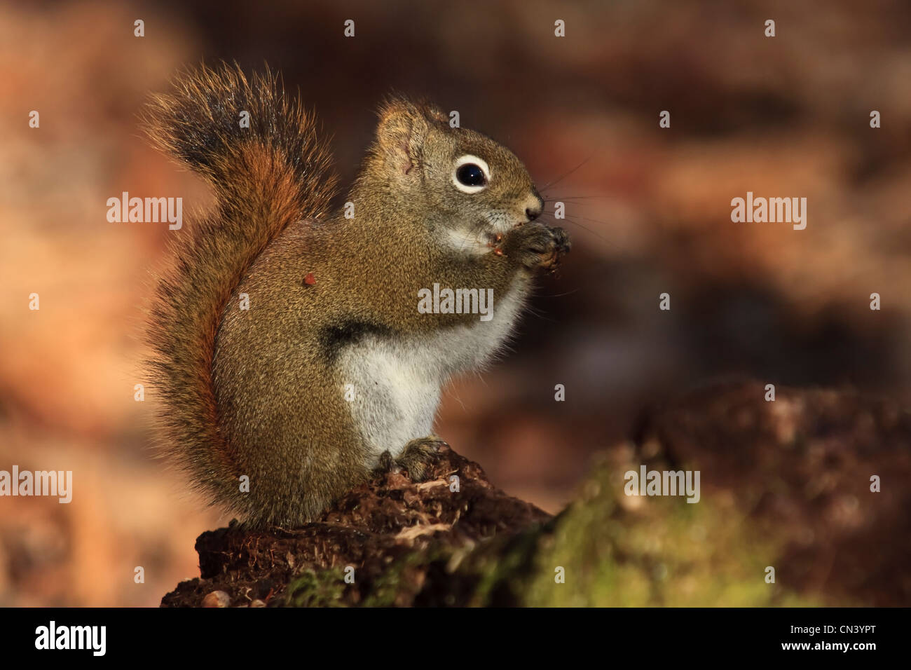 Red Squirrel, Cap Tourmente National Wildlife Area, Quebec Stock Photo ...
