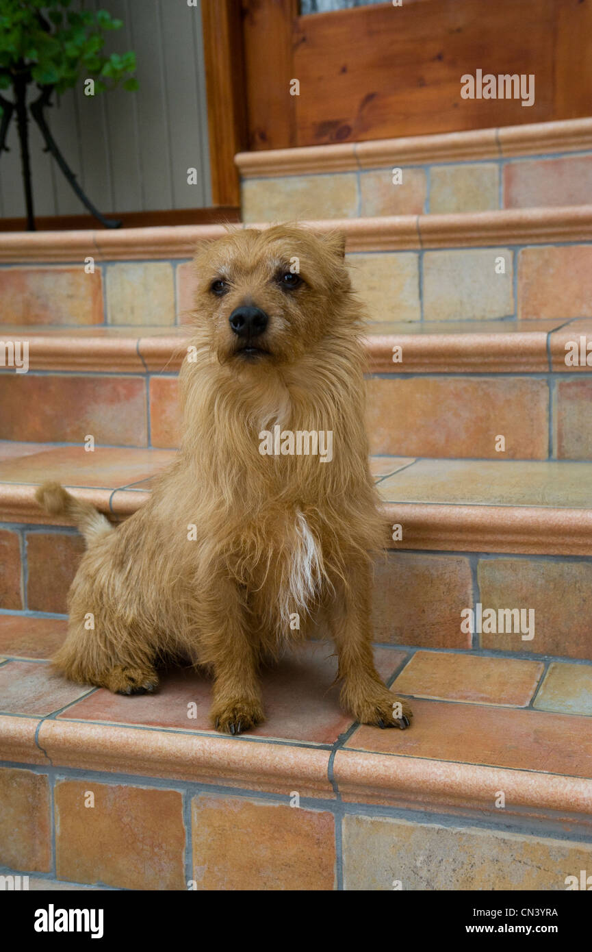 Small dog sitting on tiled steps Stock Photo - Alamy
