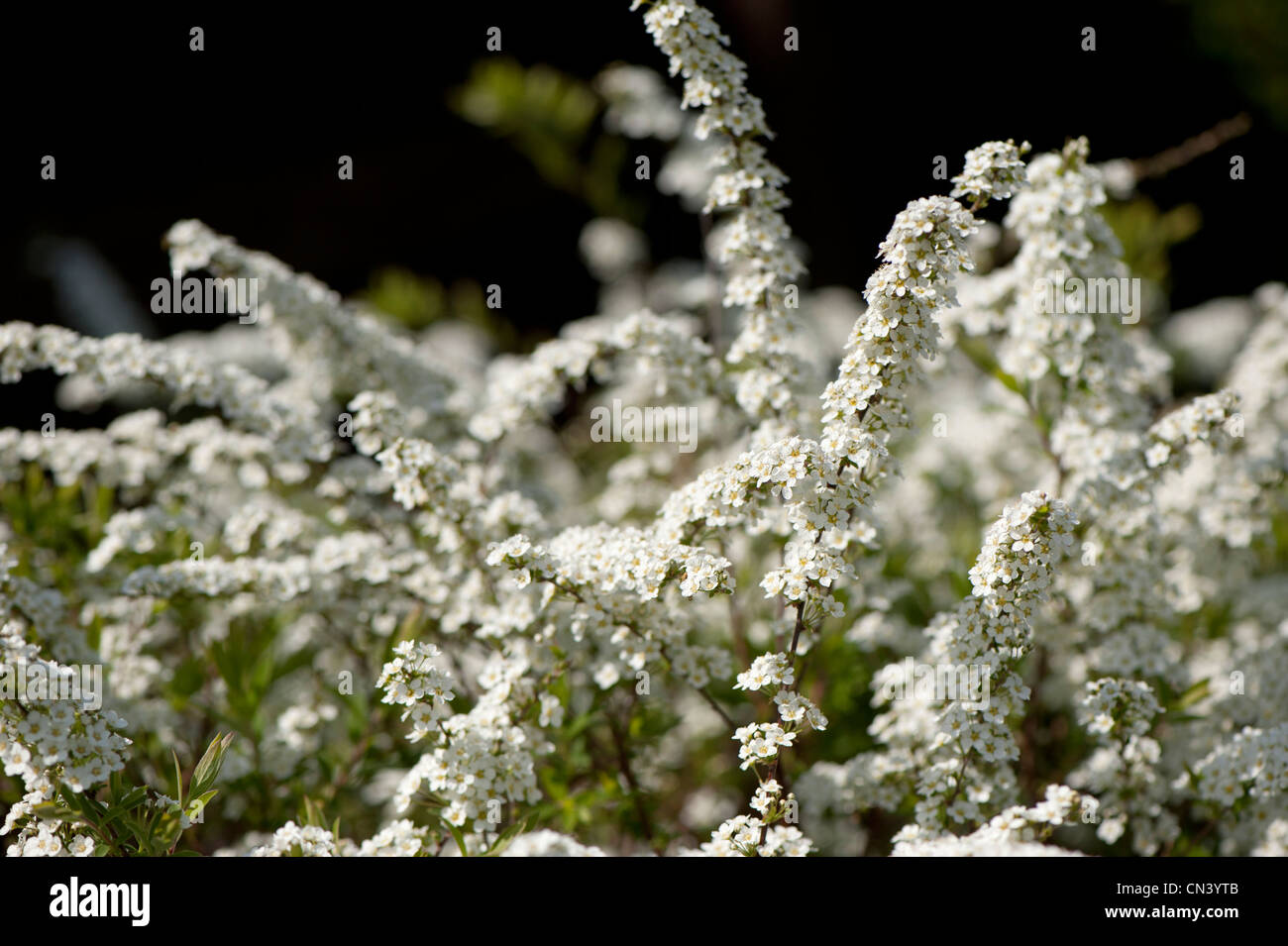 Arguta white flowers hi-res stock photography and images - Alamy