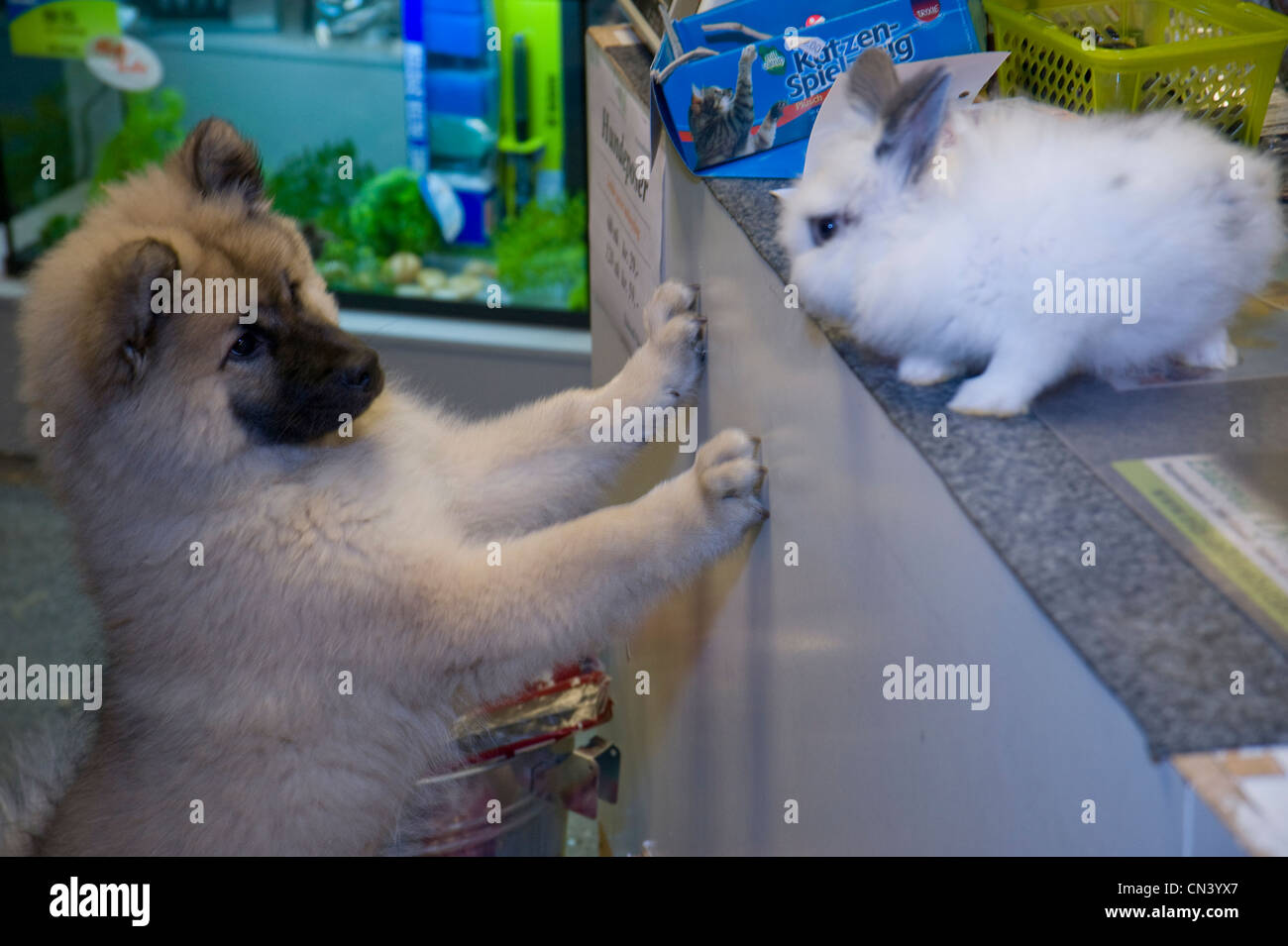 Petshop hi-res stock photography and images - Alamy
