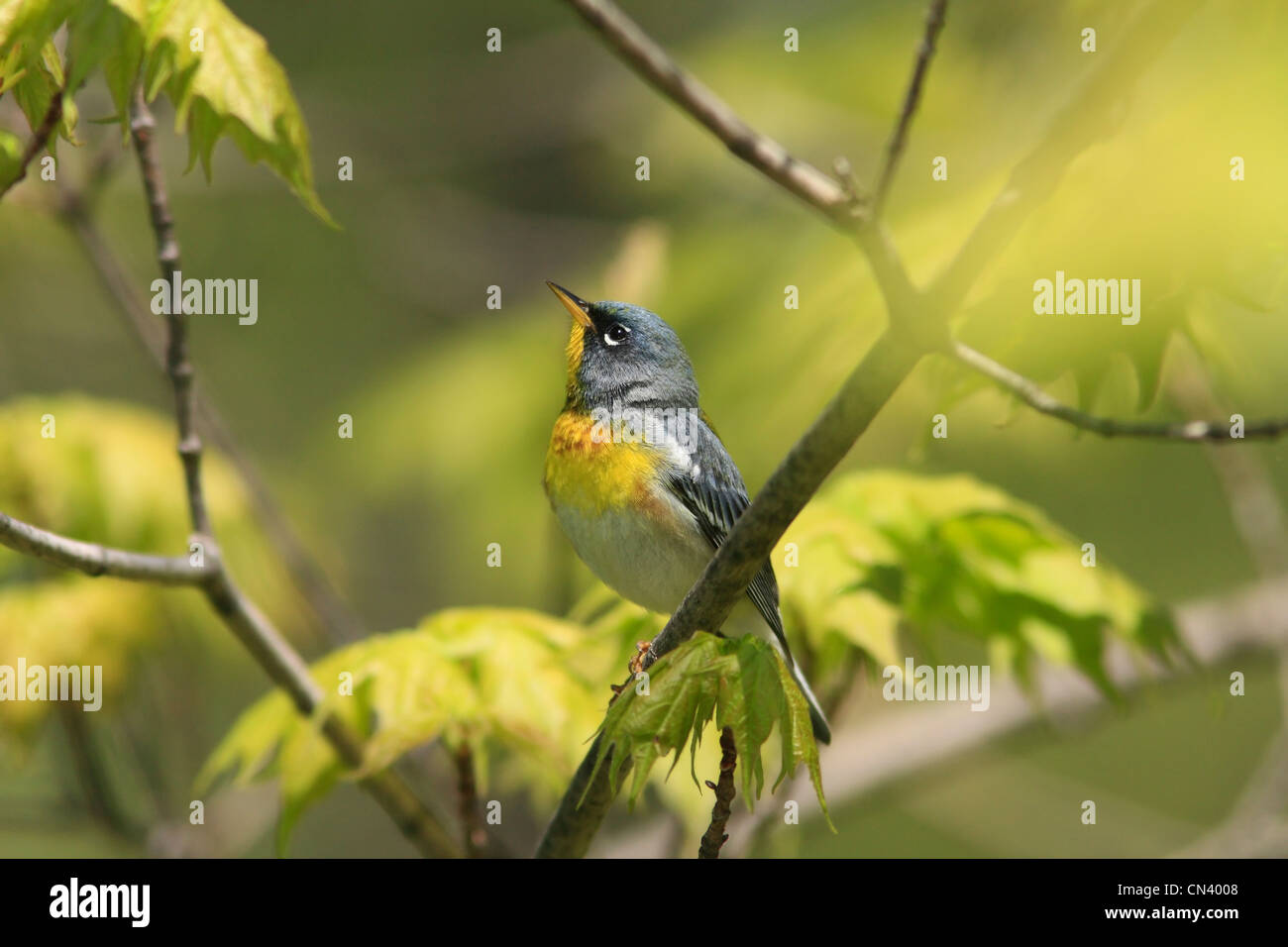 Ontario animals national park hi-res stock photography and images - Alamy
