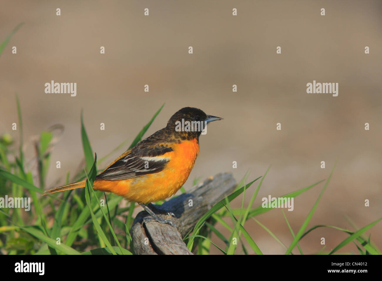 Point pelee animal hi-res stock photography and images - Alamy