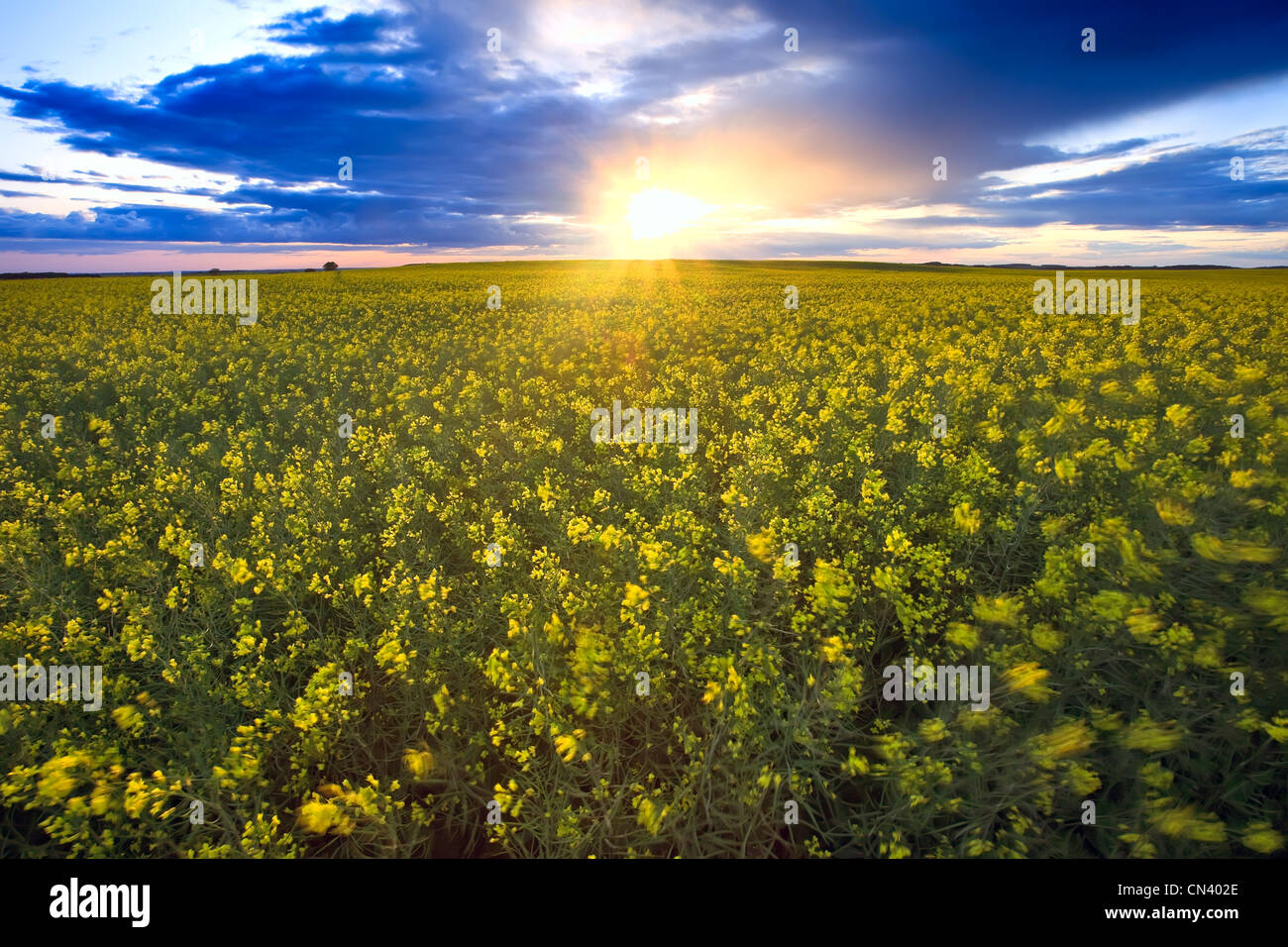 Windblown canola field crop at sunset, Pembina Valley, Manitoba Stock ...