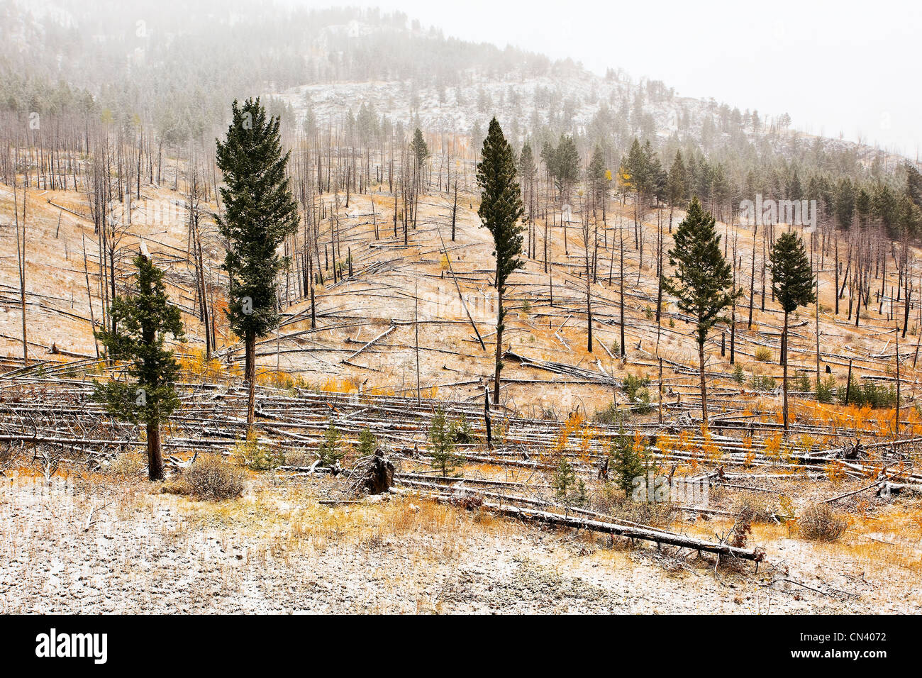 Sawback Burn, Bow Valley Parkway, 1993 Fire intentionally set in effort ...