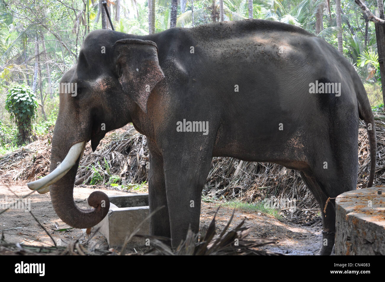 Side view indian elephant hi-res stock photography and images - Alamy