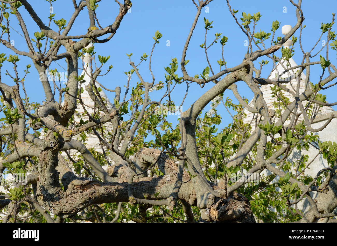 Fig tree italy spring hi-res stock photography and images - Alamy