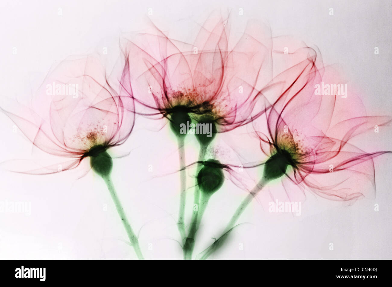 colorized x-ray of roses Stock Photo - Alamy